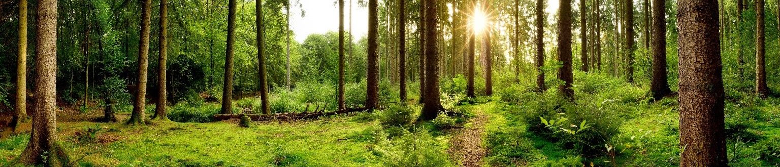 Seeing the forest and the trees - Nordea Professional investor